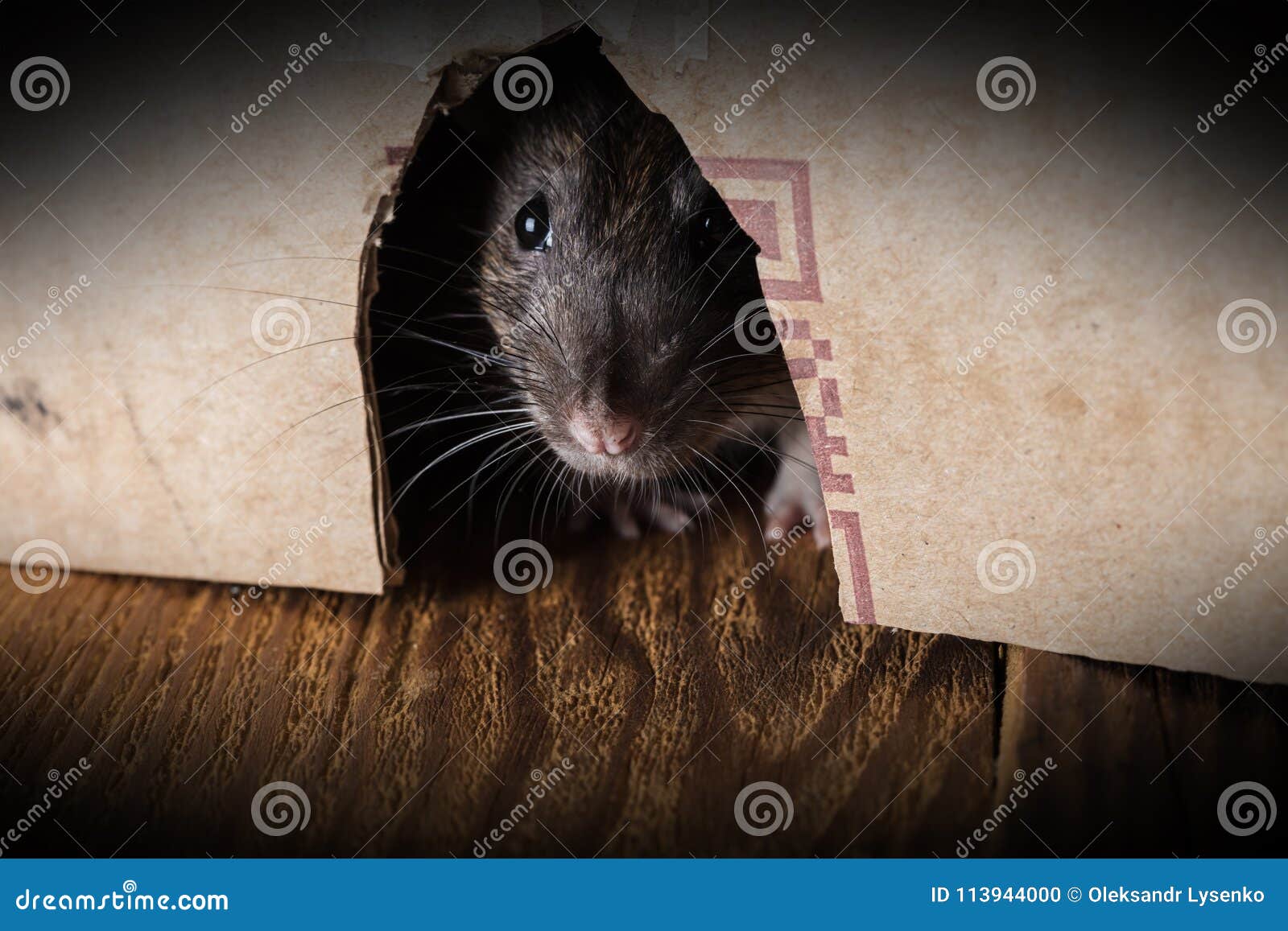 Rat Gris Jetant Un Coup D'oeil Photo stock - Image du gris, domestique ...