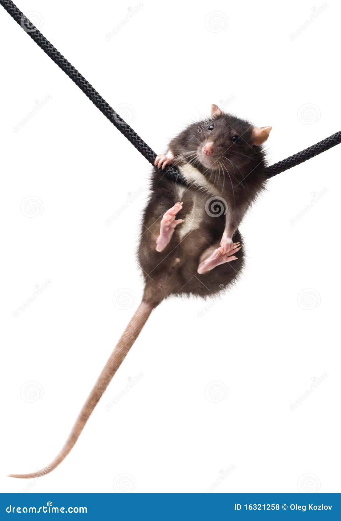 Rat gris sur la corde photo stock. Image of museau, isolement - 16321258
