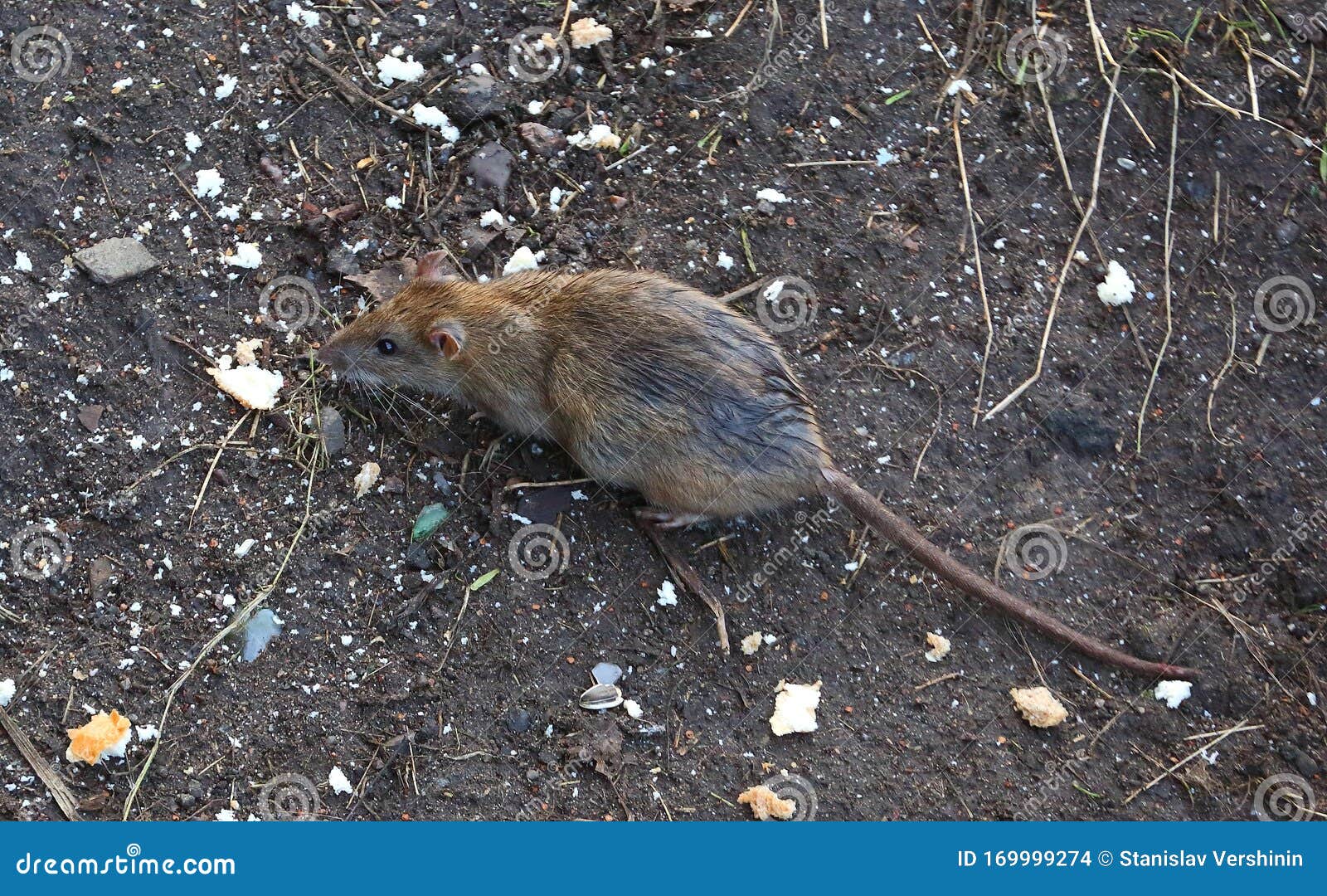 Rat on the Ground among the Scattered Debris Stock Photo - Image of ...