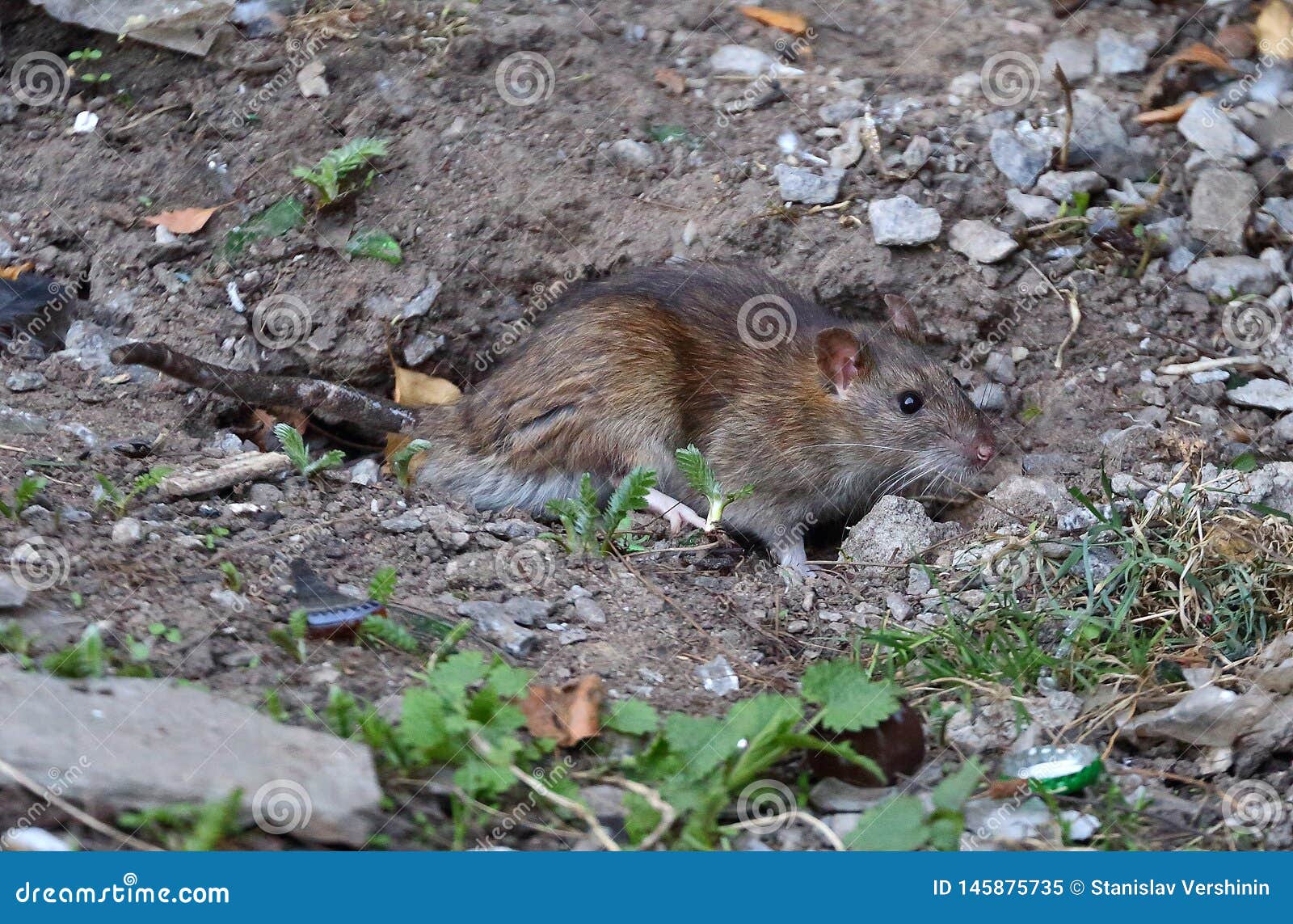 Rat on the Ground among the Scattered Green Plants Stock Image - Image ...