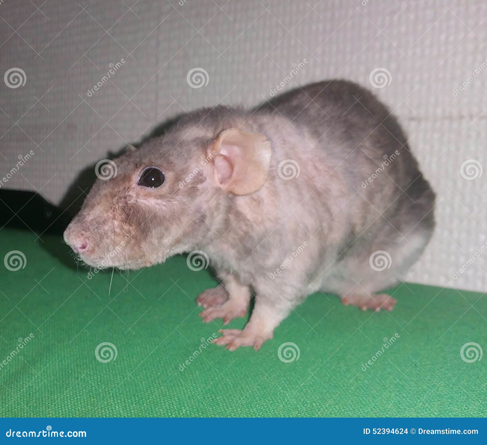 Rat stock photo. Image of close, animals, rodents, hairlessrat - 52394624