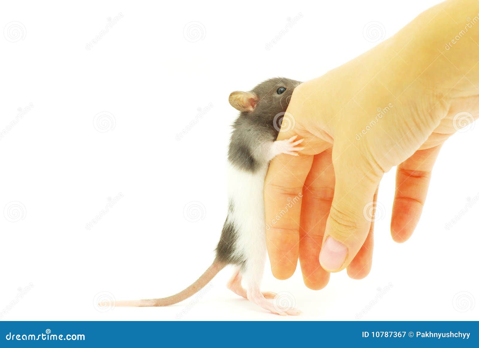 Rat in hand stock image. Image of gray, isolated, whisker - 10787367