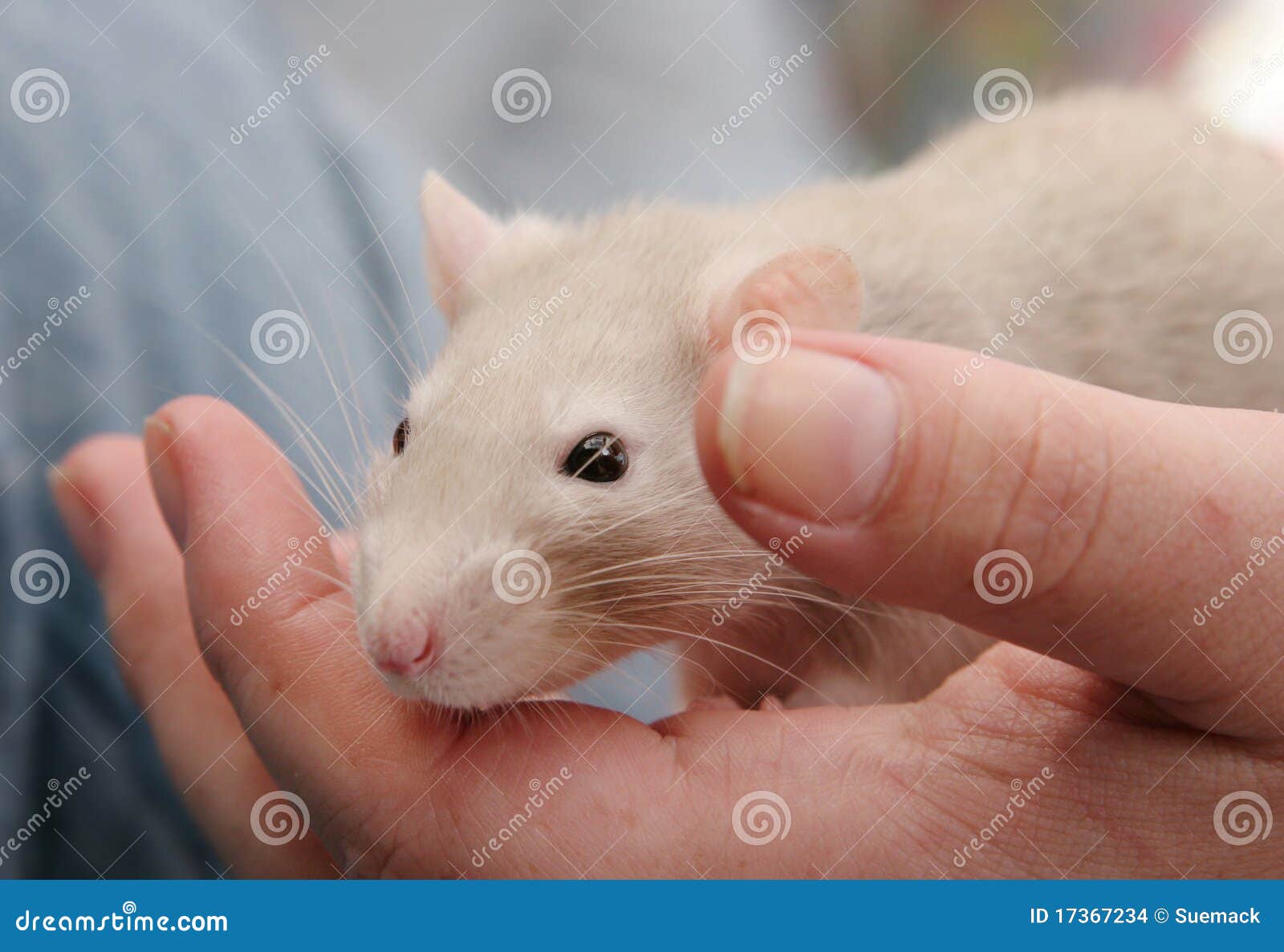 Rat in the hand stock photo. Image of eyes, hold, hand - 17367234