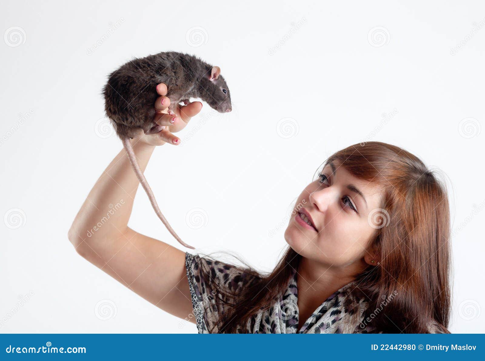 Rat on a hand stock photo. Image of rodent, white, beauty - 22442980