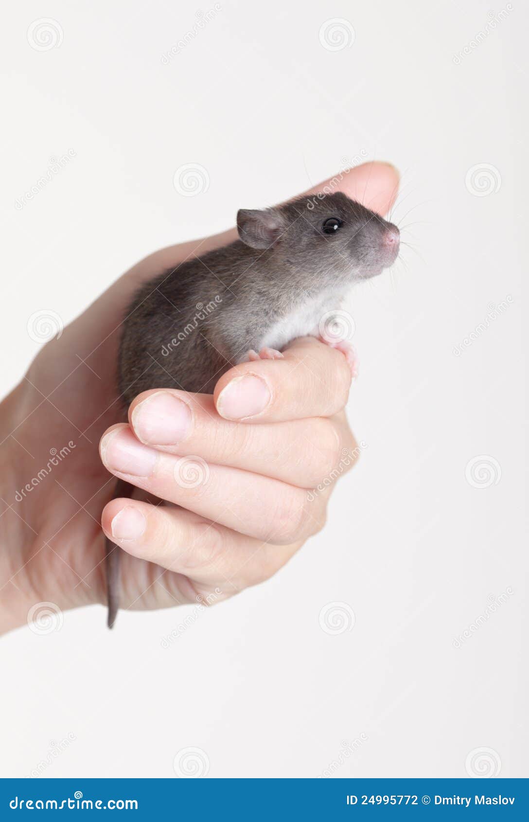 Rat in a hand stock photo. Image of human, friendship - 24995772