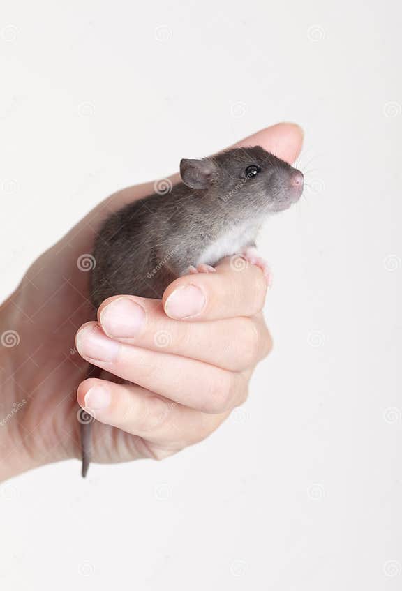 Rat in a hand stock photo. Image of human, friendship - 24995772