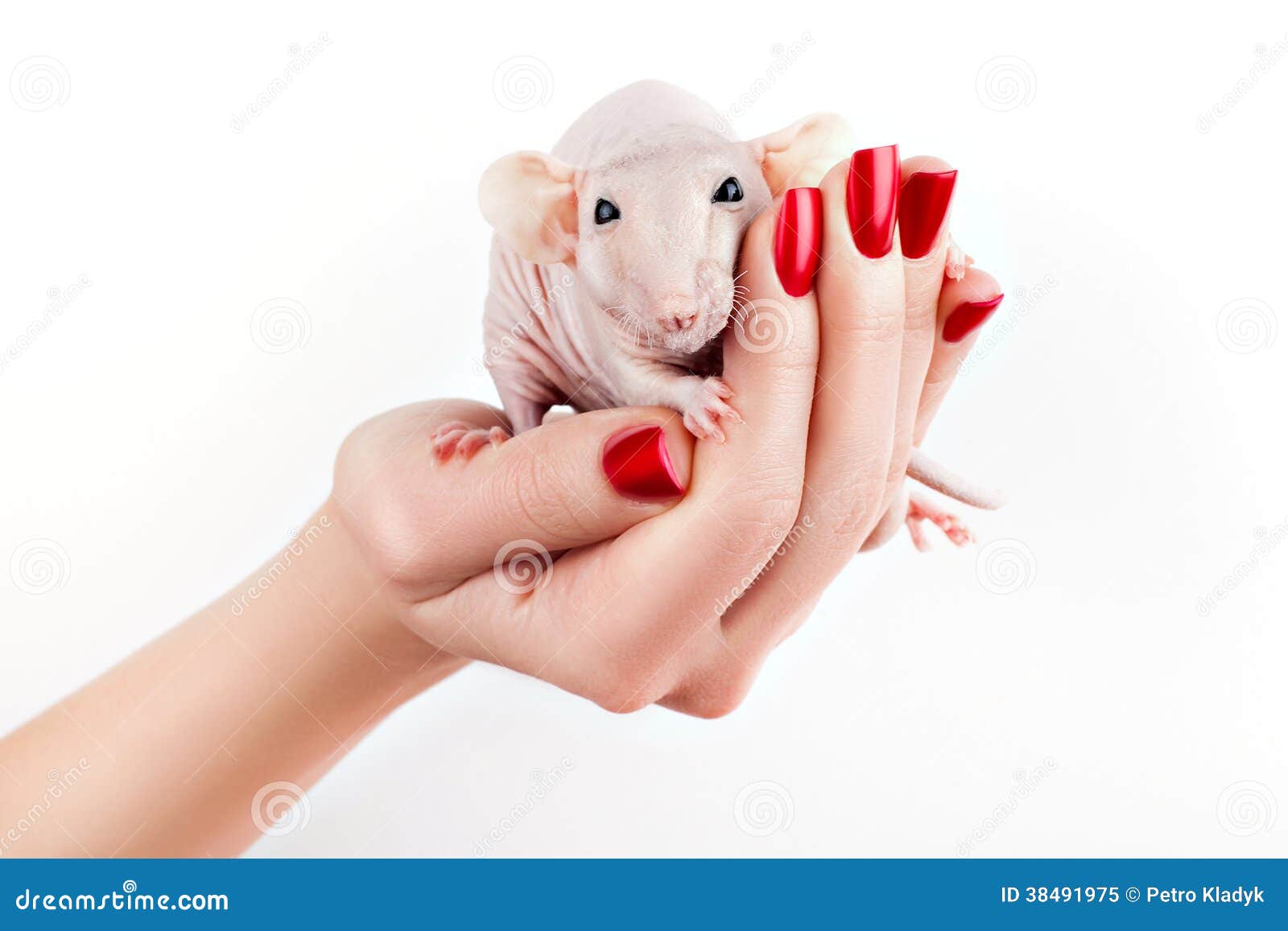 Rat on a hand. stock image. Image of dermis, mouse, albino - 38491975