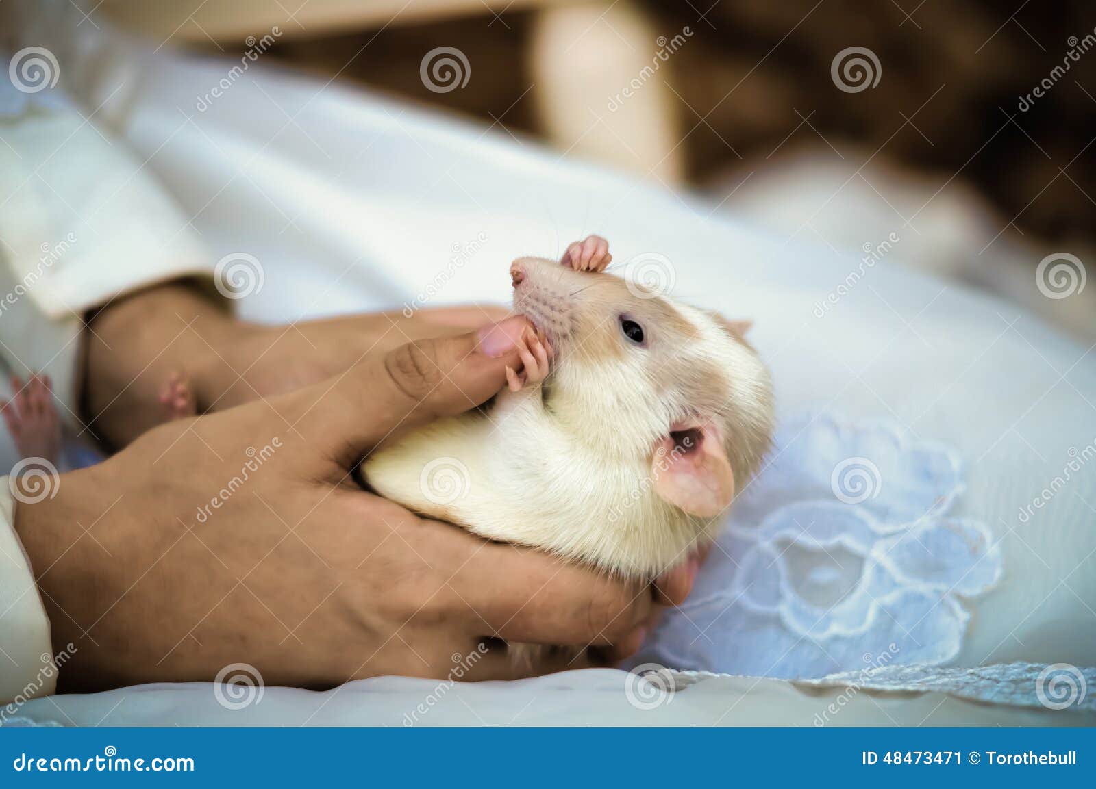 Rat in hand stock image. Image of rattie, holding, ratbaby - 48473471