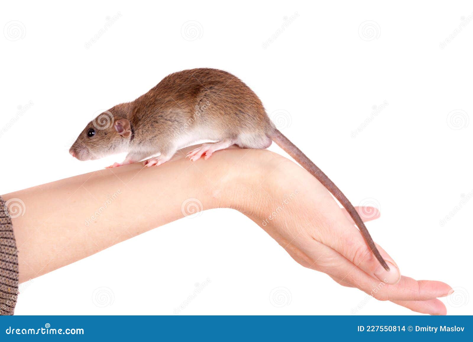 Rat on hand stock photo. Image of fluffy, isolated, whisker - 227550814