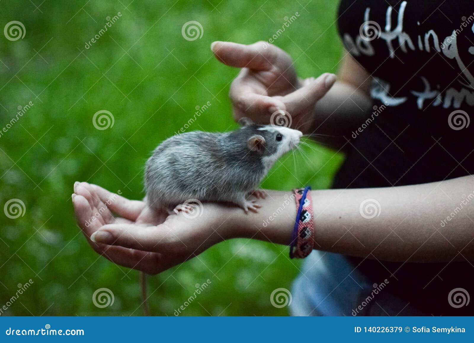 Rat on the hand stock image. Image of cute, domestic - 140226379