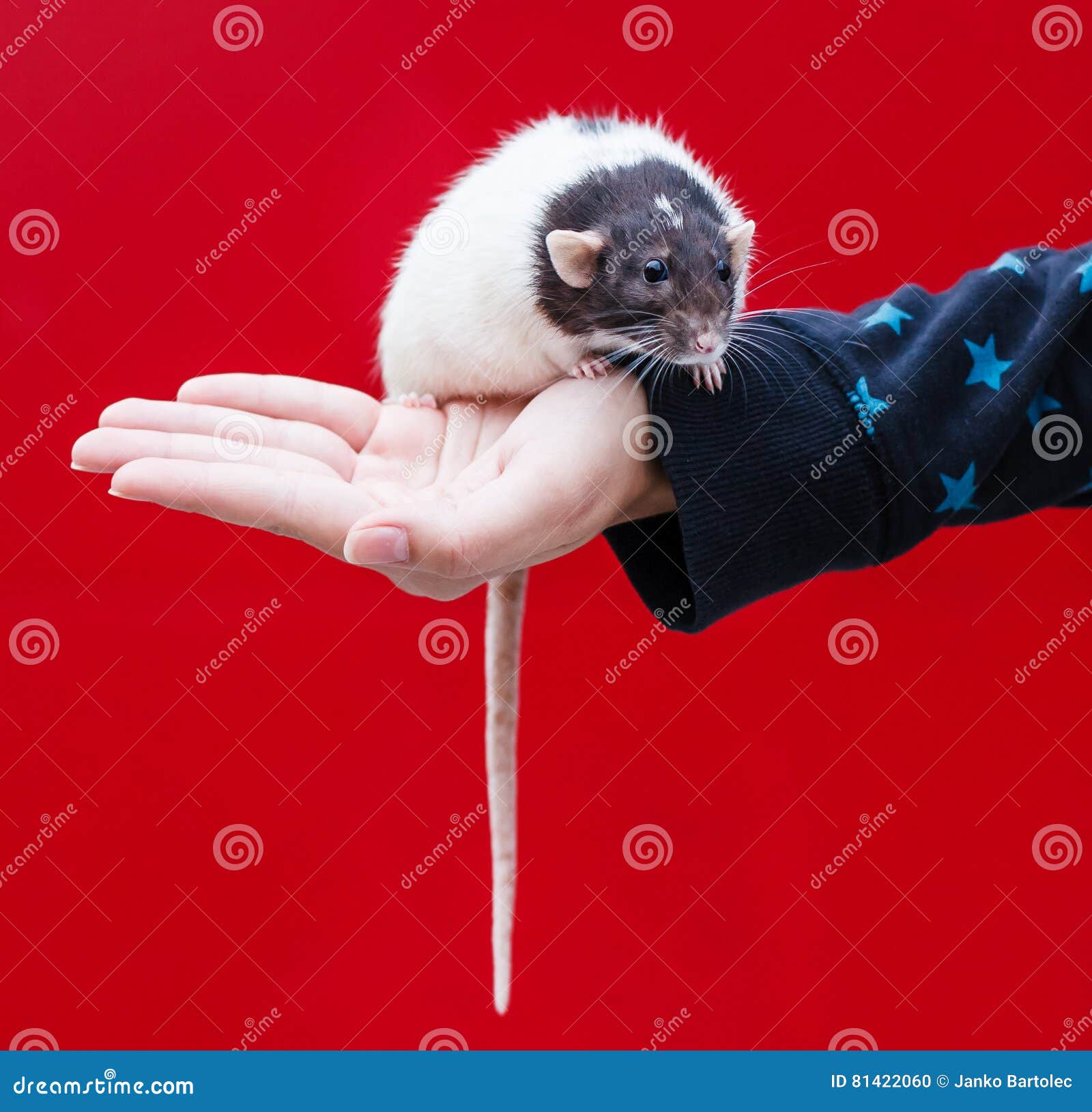 Rat in hand stock photo. Image of moving, feeling, focus - 81422060
