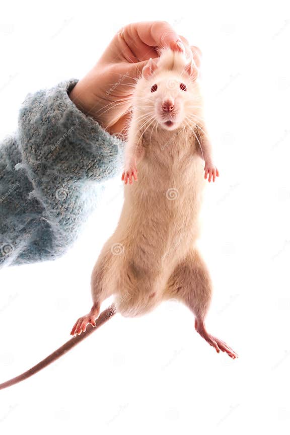Rat in hand isolated stock image. Image of animal, white - 11868959