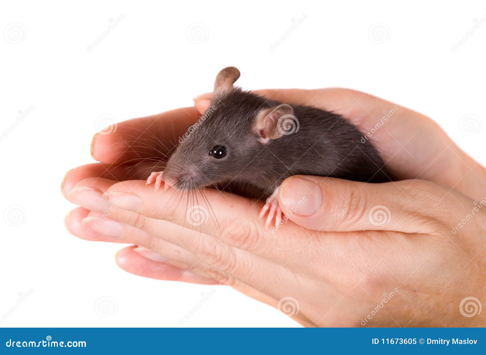 Rat in hands stock image. Image of black, baby, white - 11673605