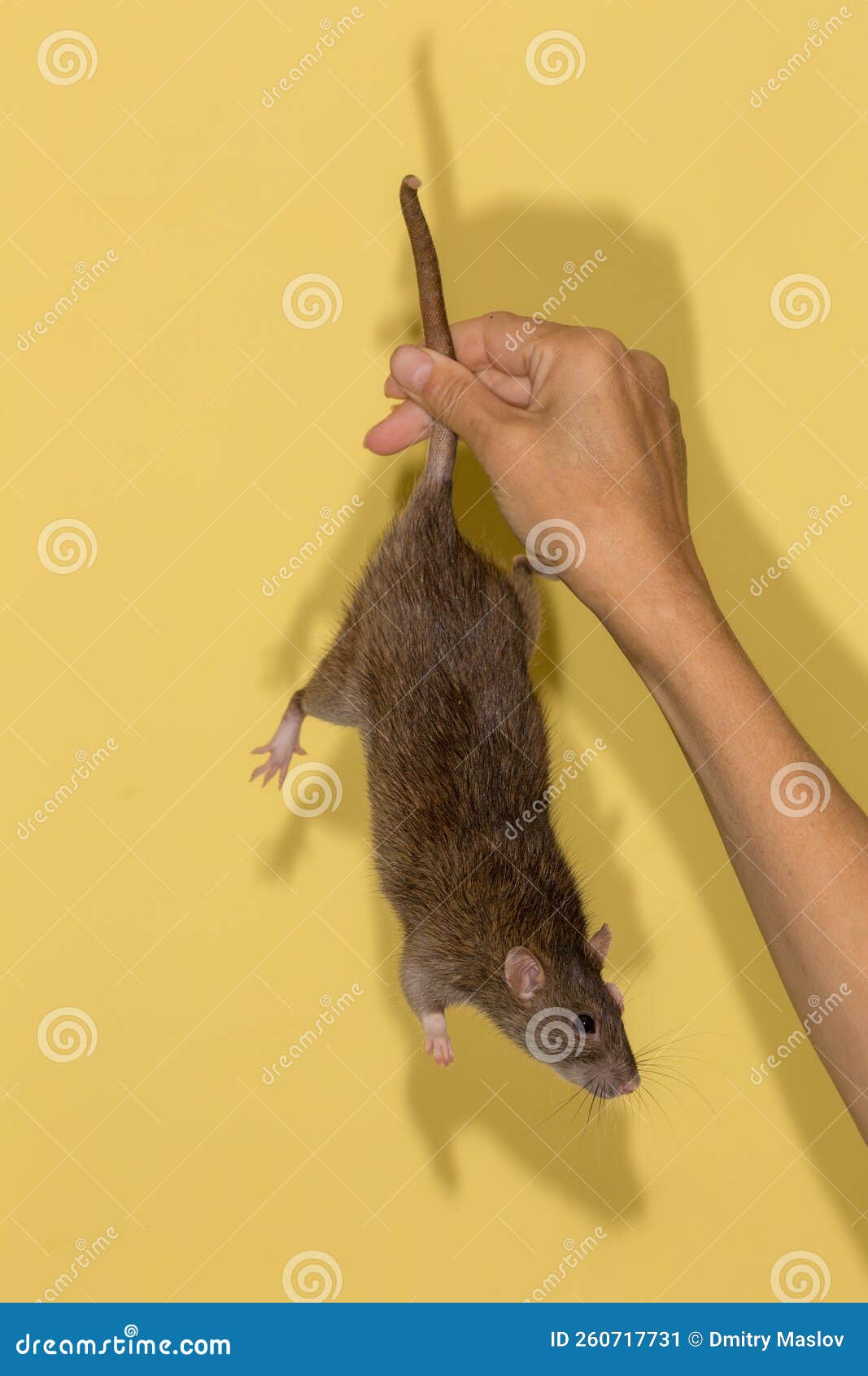 Rat in Hands Hanging on Its Tail Stock Image - Image of mammals, tail ...