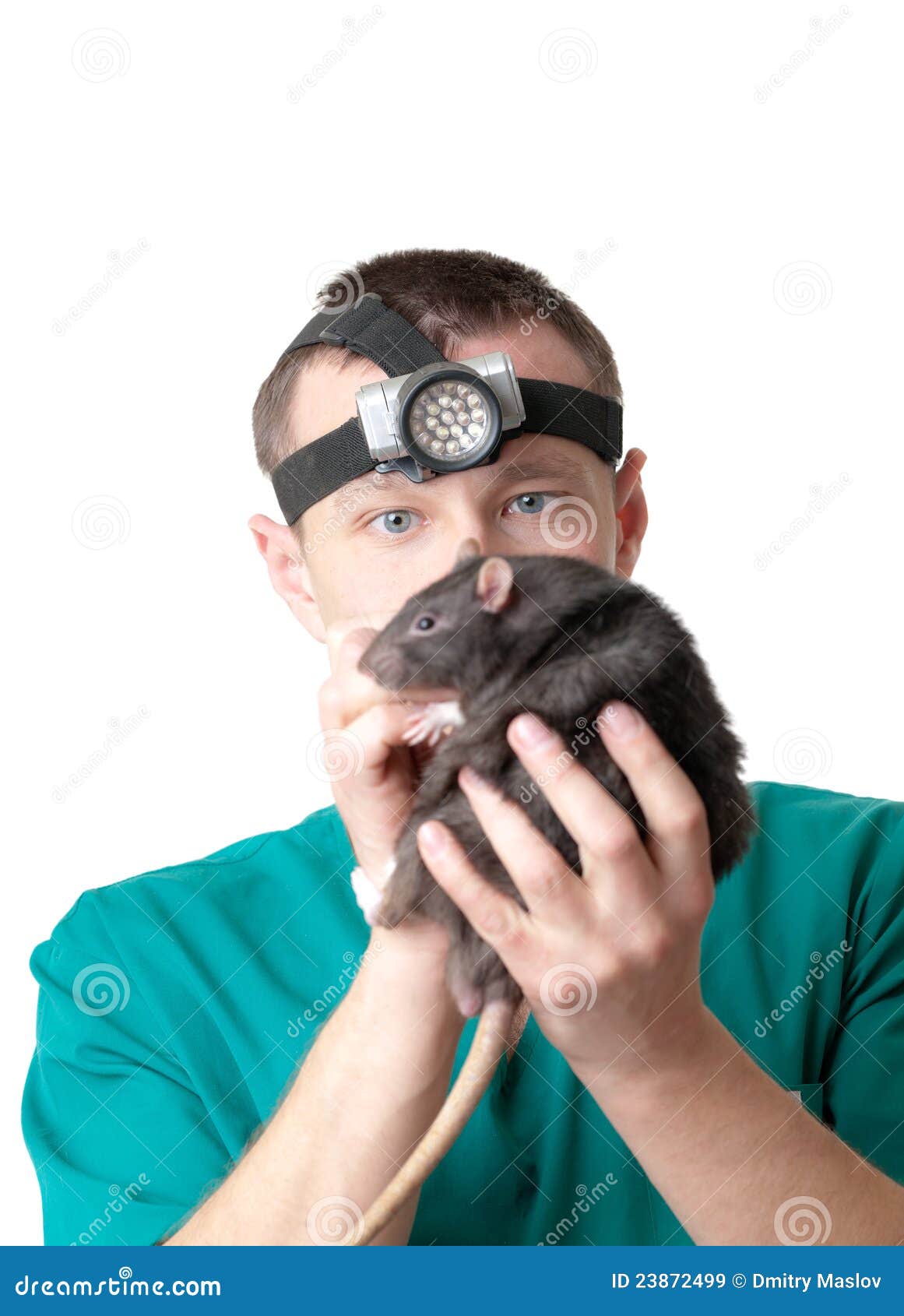 Rat in Hands of the Veterinary Surgeon Stock Image - Image of medicine ...