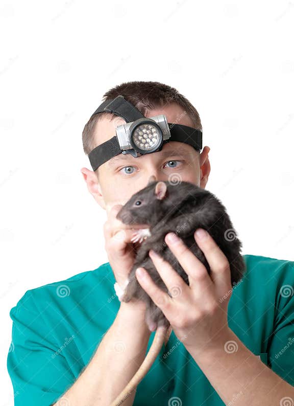 Rat in Hands of the Veterinary Surgeon Stock Image - Image of medicine ...