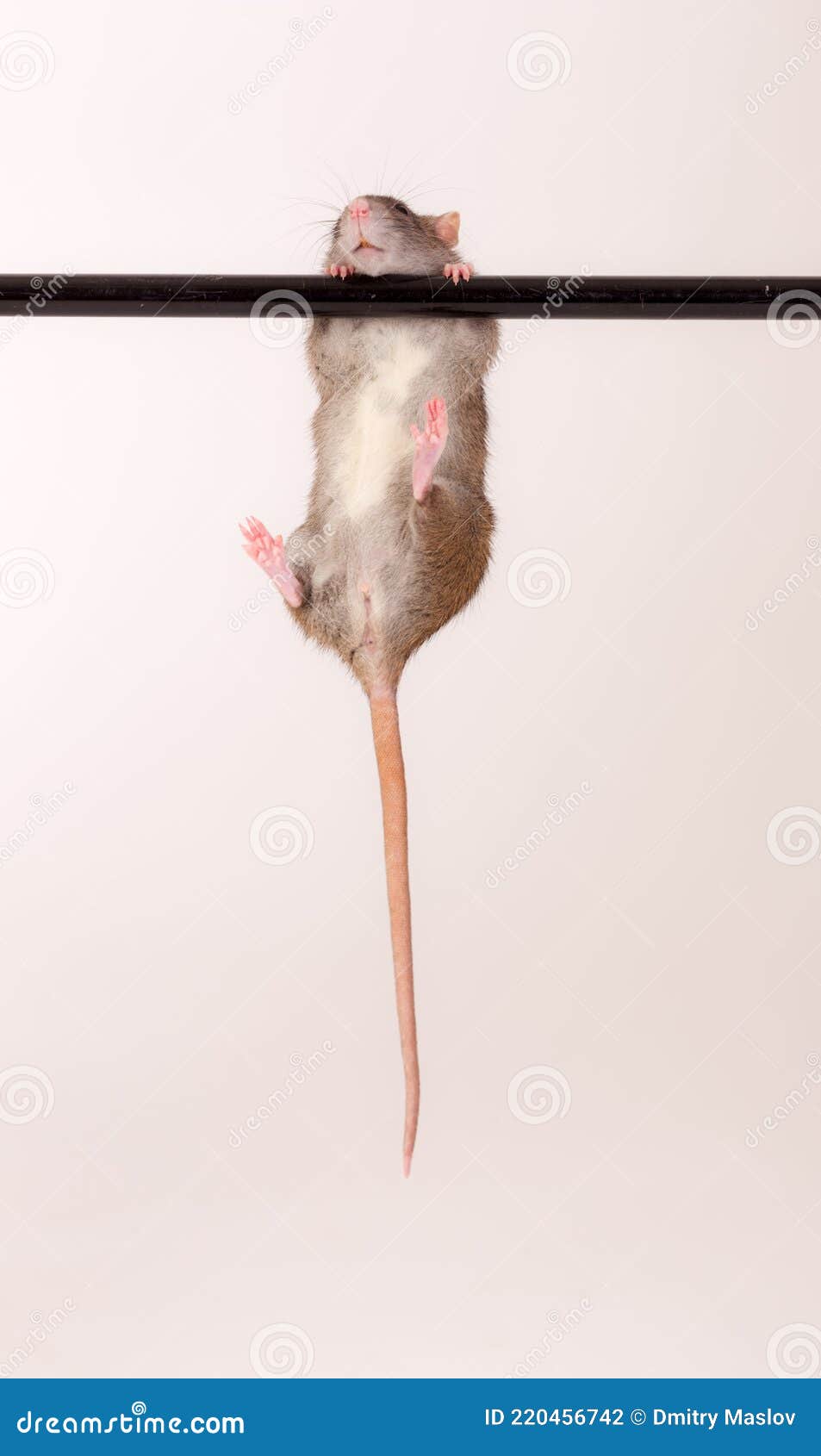 Rat hanging on the bar stock photo. Image of closeup - 220456742