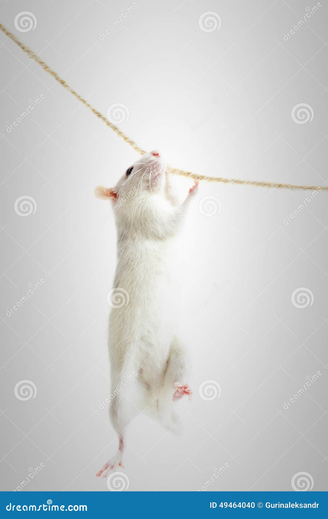 Rat stock photo. Image of bizarre, drawstring, vignetting - 49464040
