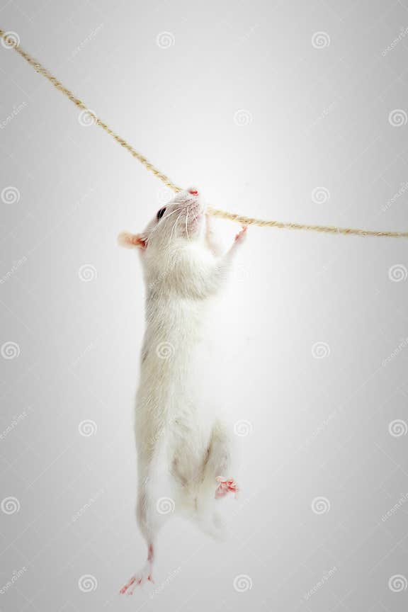 Rat stock photo. Image of bizarre, drawstring, vignetting - 49464040