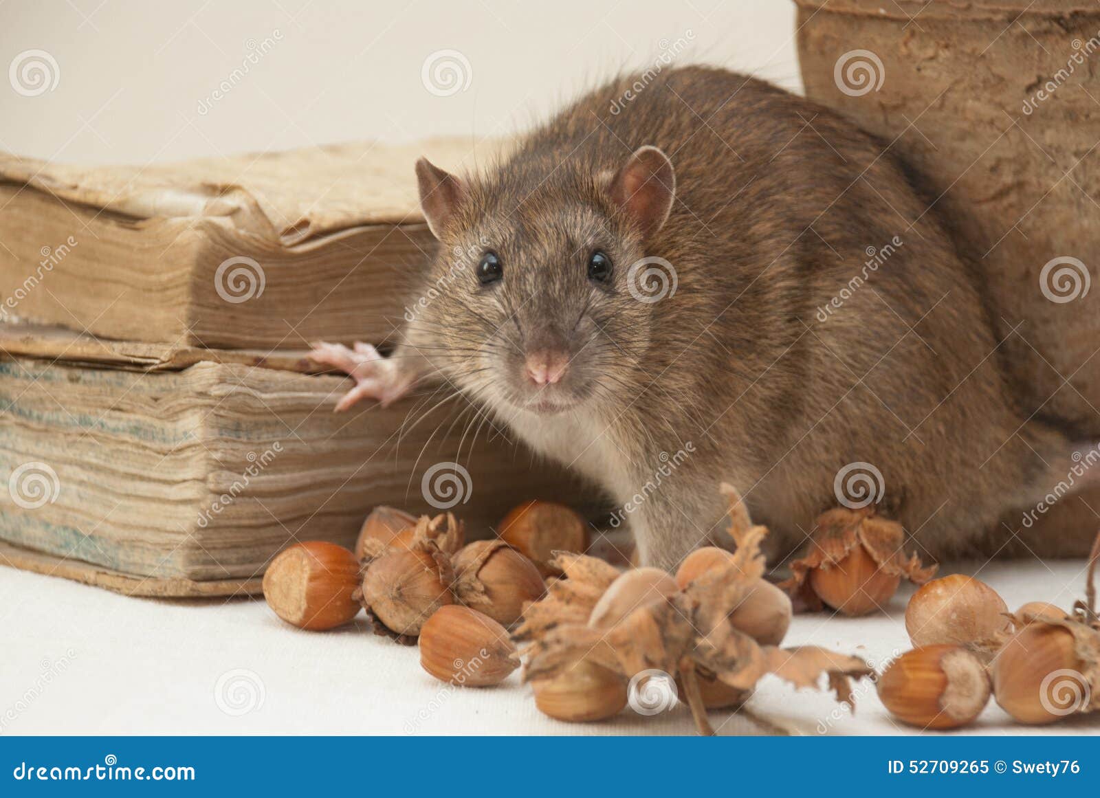 Rat stock image. Image of mice, mouse, book, wildlife - 52709265