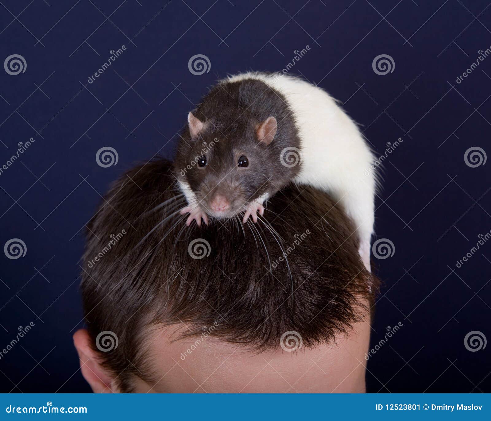 Rat on a head stock image. Image of head, confidence - 12523801
