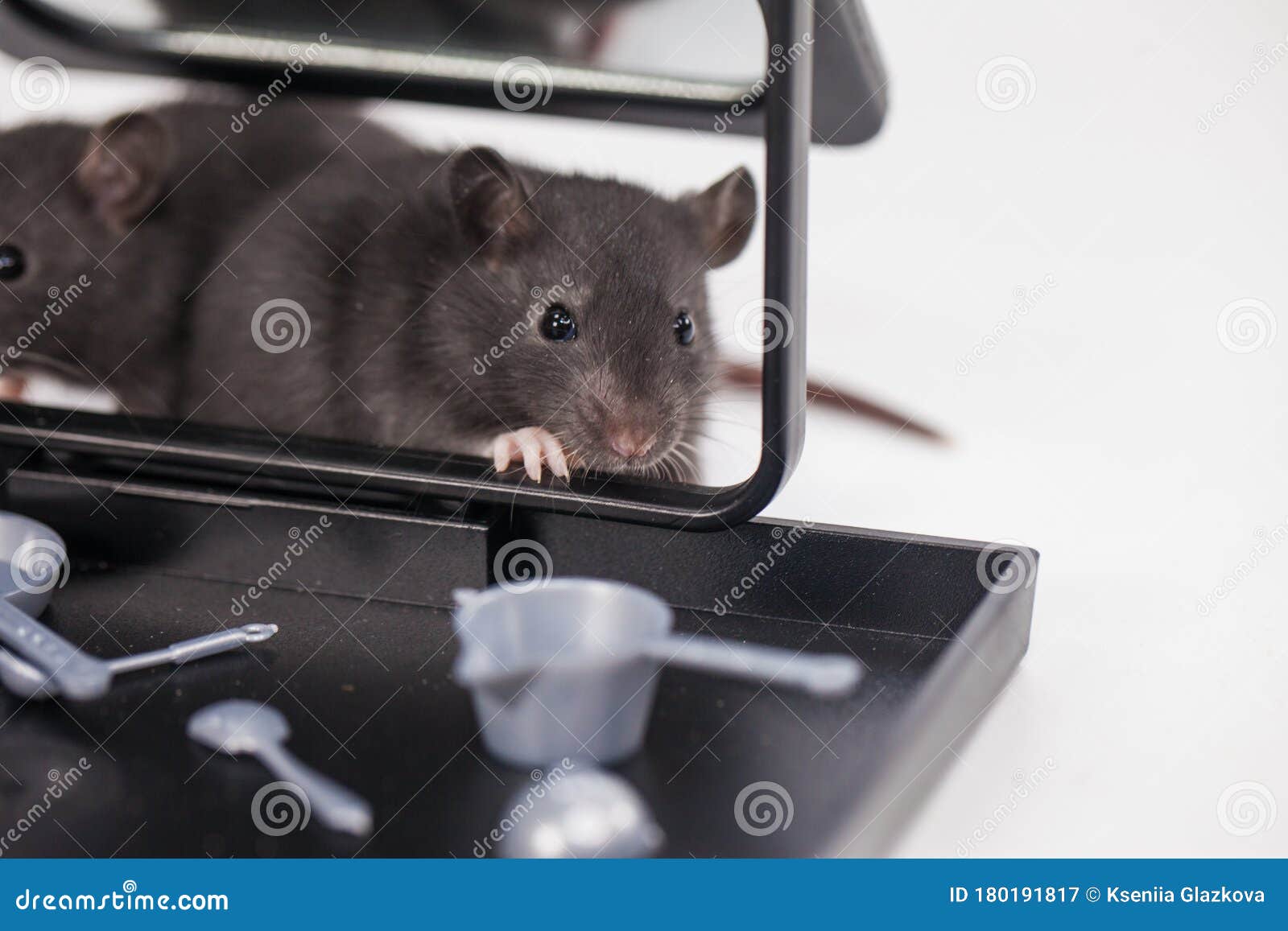 Rat Hiding with Small Puppet Stock Image - Image of epidemic, scary ...