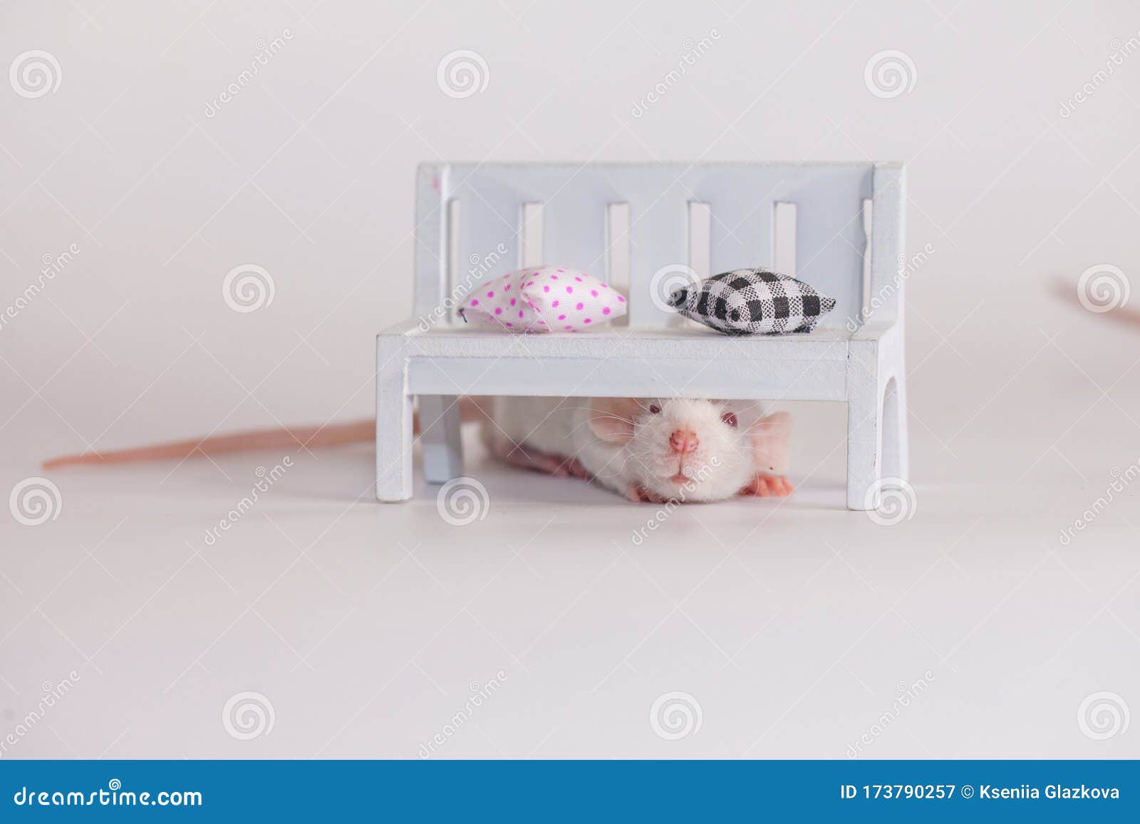 The Rat is Hiding Under the Bench. Little Cute Rats Under the Stock ...