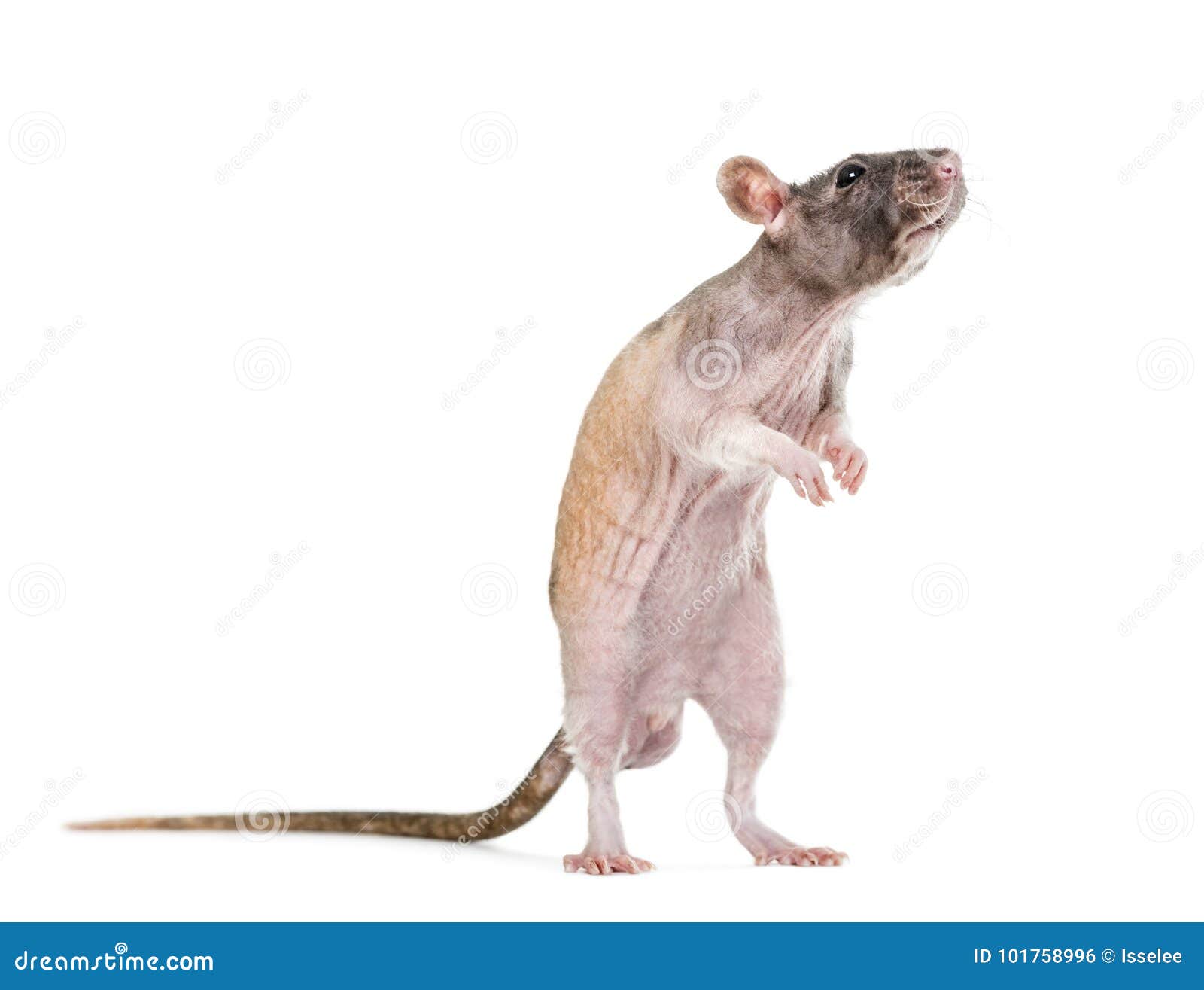 Rat on hind legs, isolated stock photo. Image of studio - 101758996