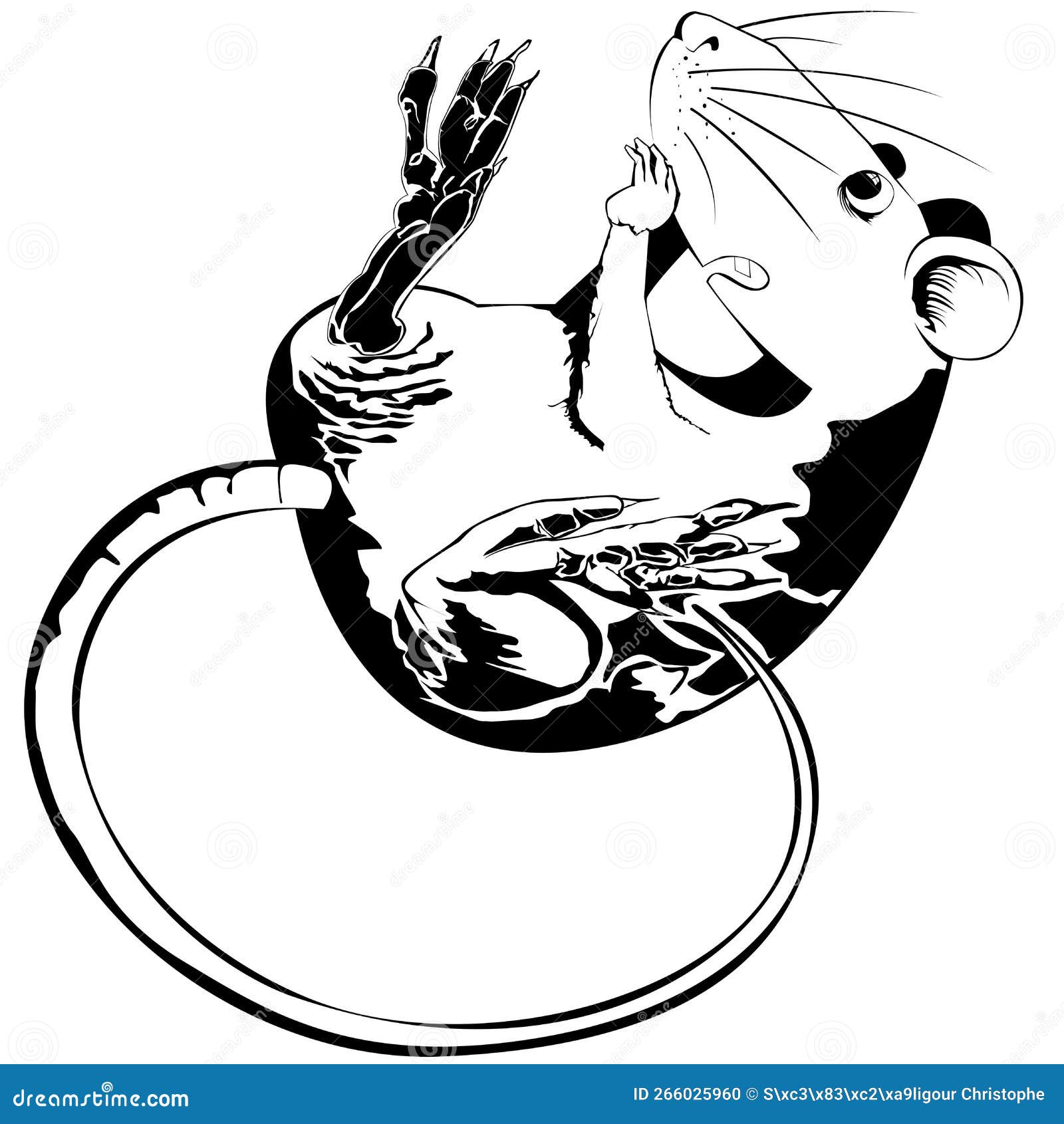 Rat on his back stock illustration. Illustration of fear - 266025960