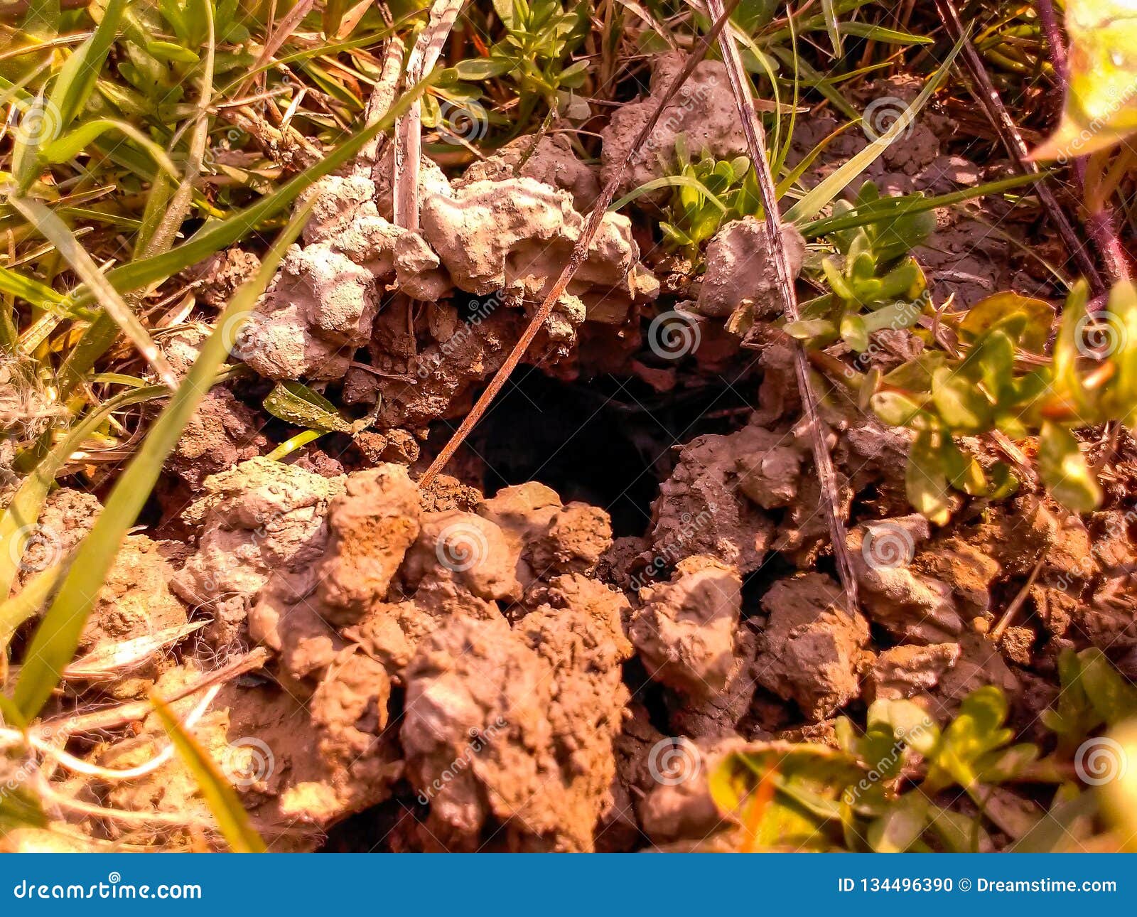 Rat hole in a cereal field stock photo. Image of deep - 134496390