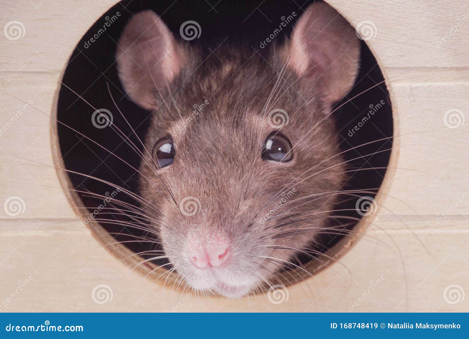 Muzzle of a Gray Rat. Rat in the House.the Mouse Looks in a Round Hole ...