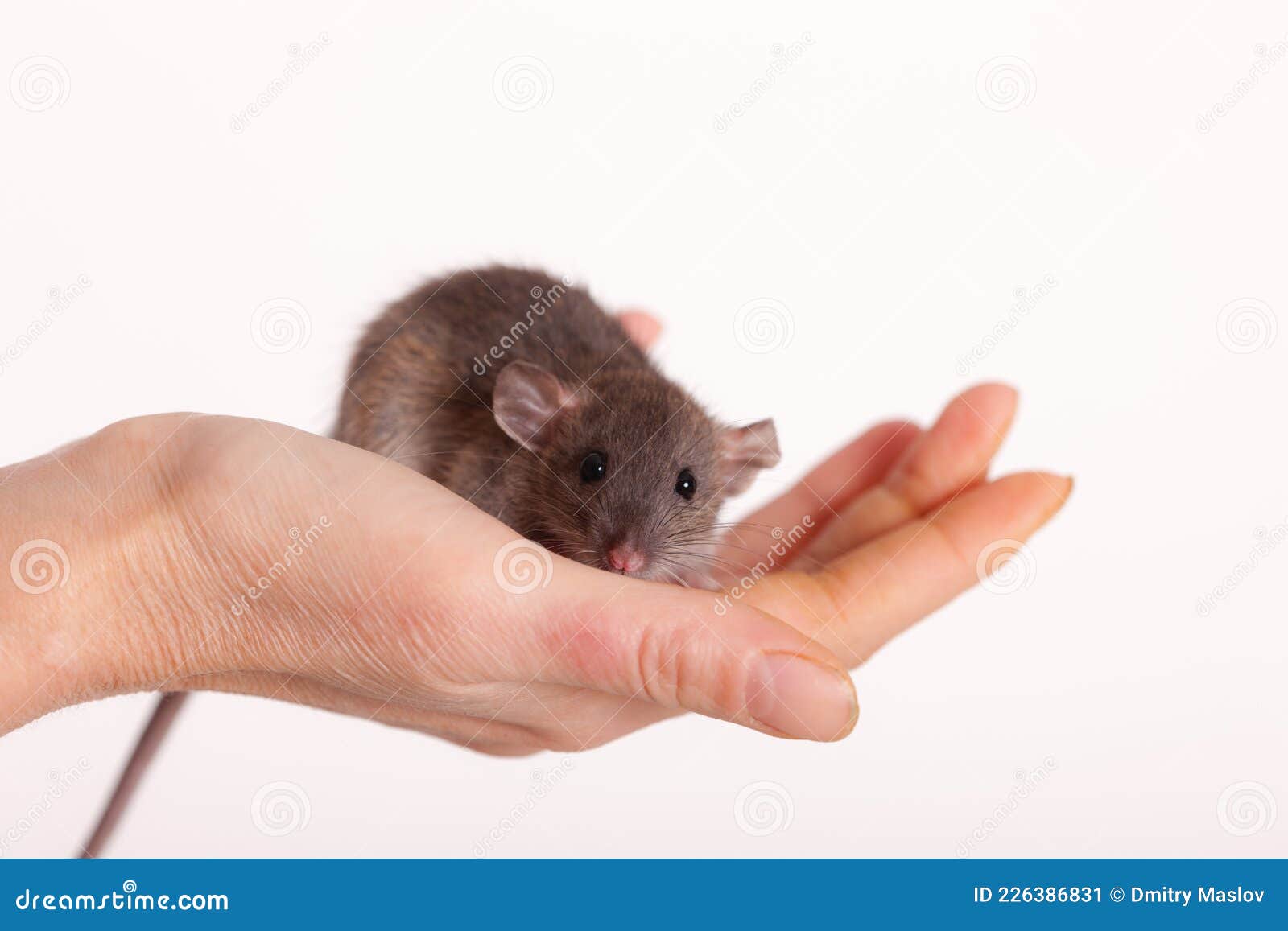 Rat on a Human Hand Closeup Stock Image - Image of domestic, small ...