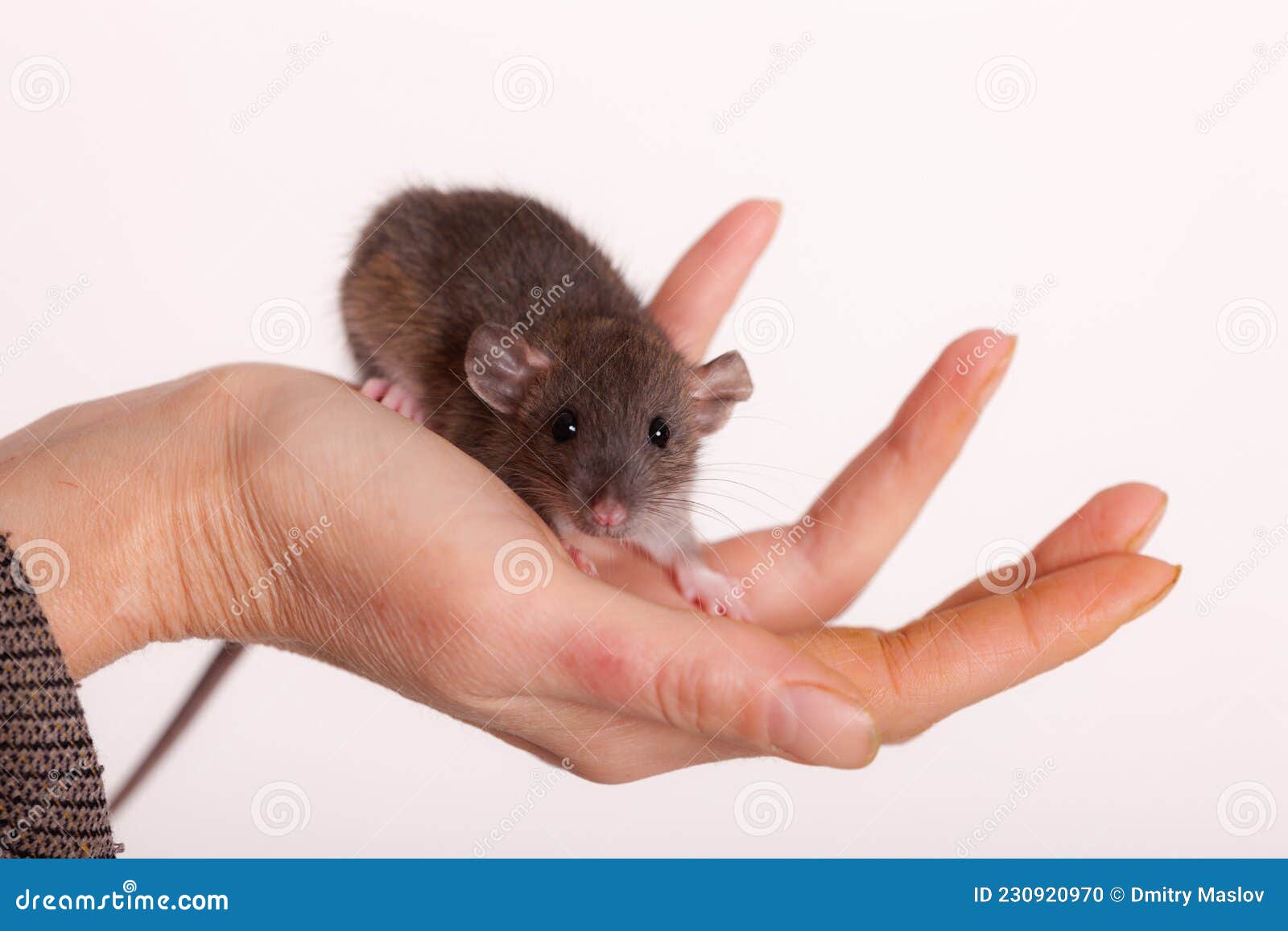 Rat on a human hand stock photo. Image of macro, small - 230920970