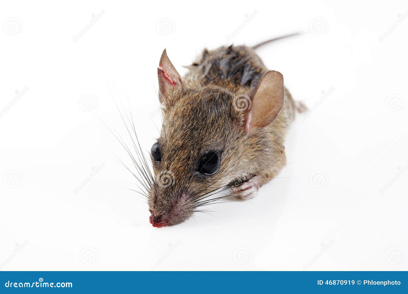 Rat injury stock image. Image of white, head, ground - 46870919