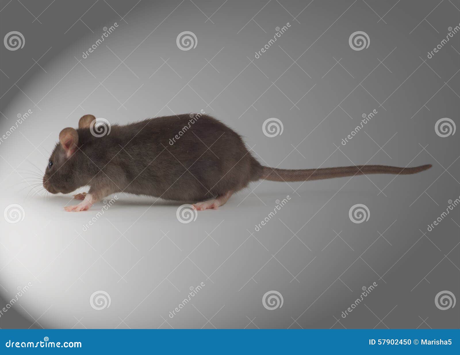 Rat stock photo. Image of back, cute, face, gray, home - 57902450