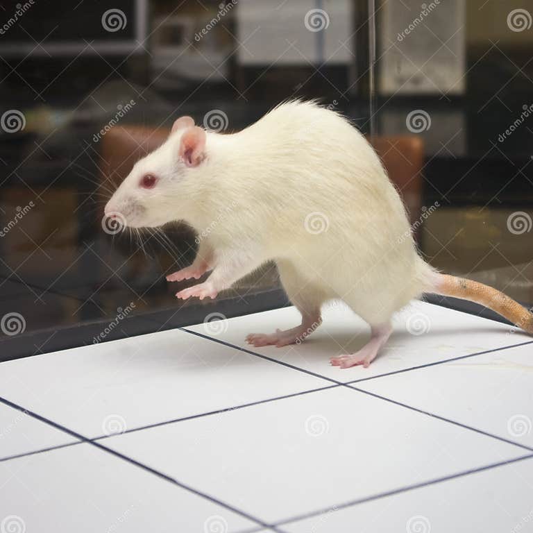 Rat Jumping on Board during Experiment Stock Photo - Image of rodent ...