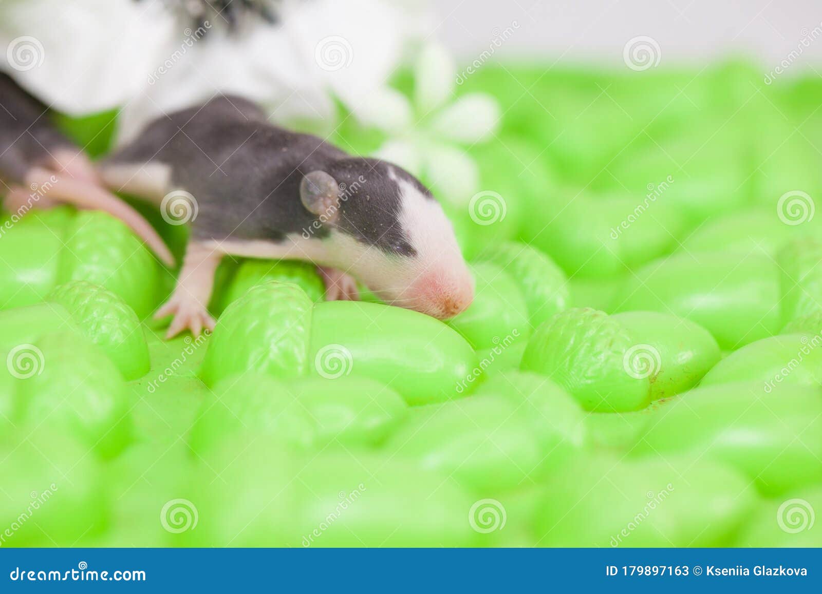 Rat Kid on the Green Lawn. Cute Stock Image - Image of 2020 ...
