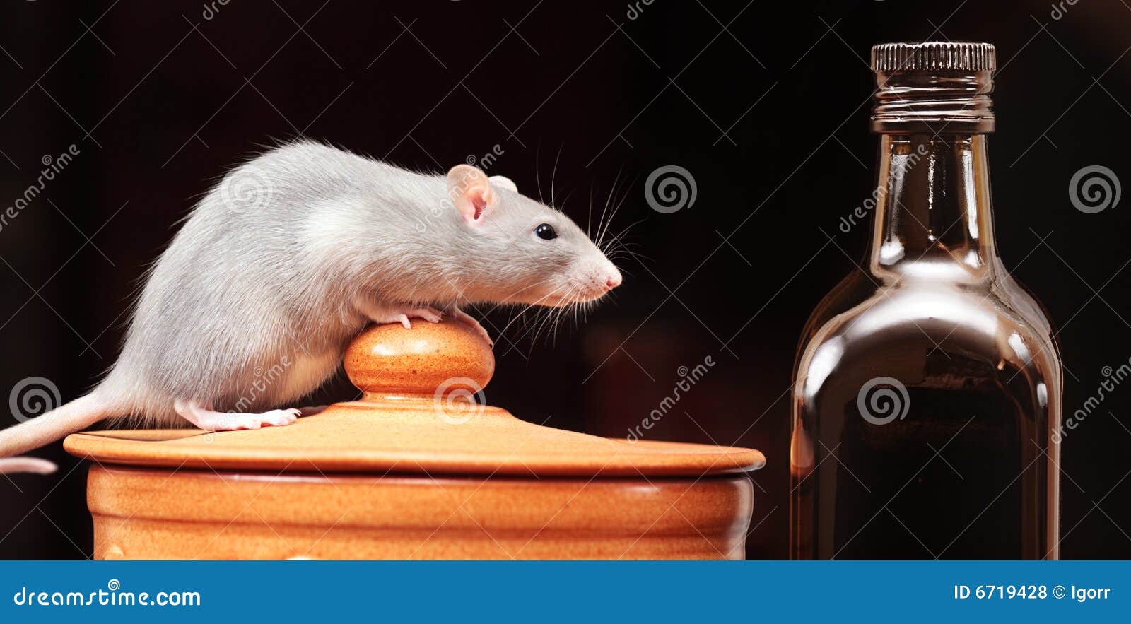 Rat In Kitchen Picture. Image: 6719428