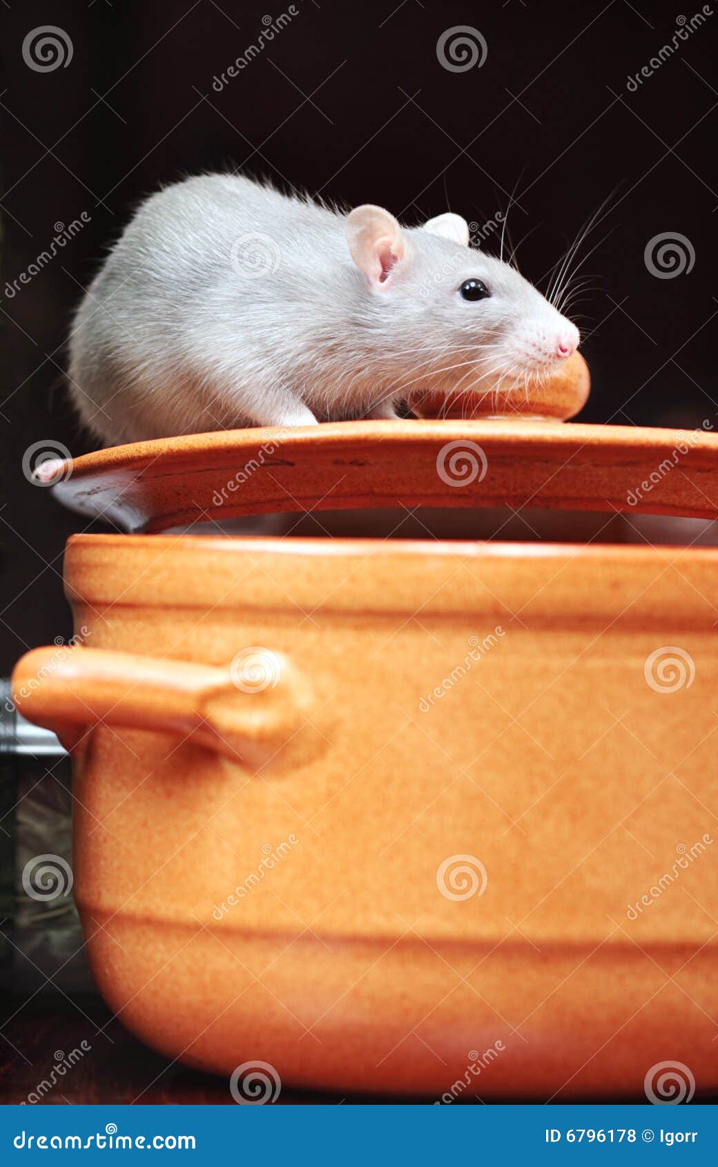 Rat In Kitchen Picture. Image: 6796178