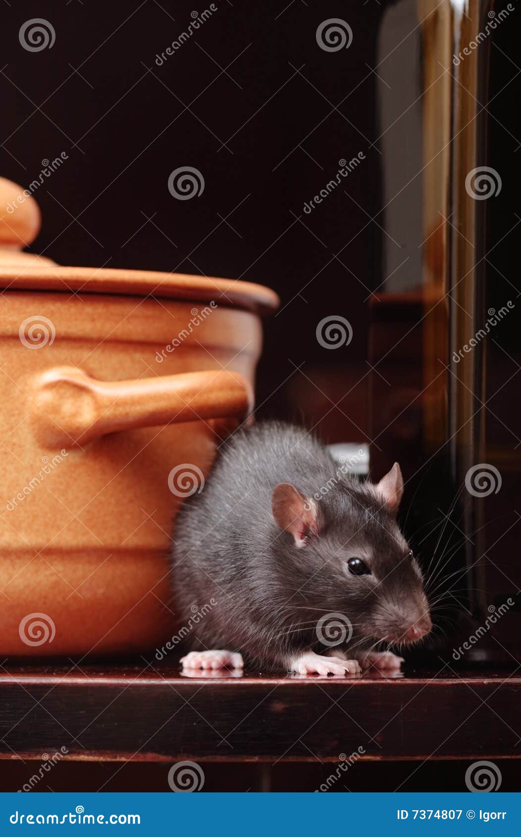 Rat in kitchen stock image. Image of animals, domestic - 7374807