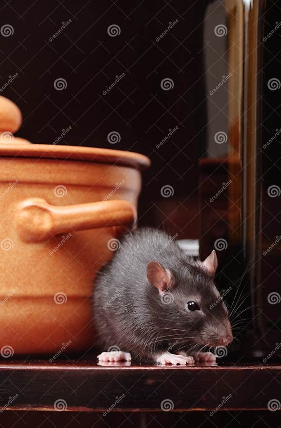 Rat in kitchen stock image. Image of animals, domestic - 7374807