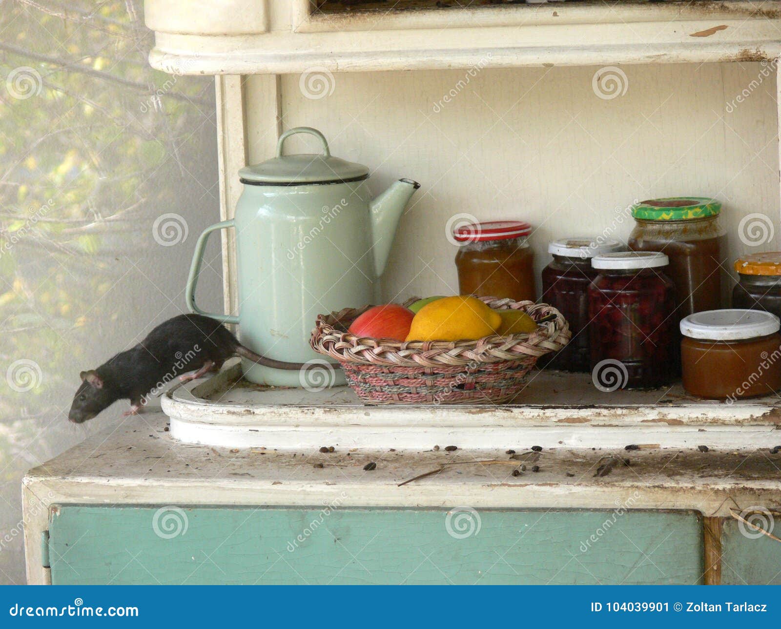 Rat in the kitchen stock image. Image of together, live - 104039901