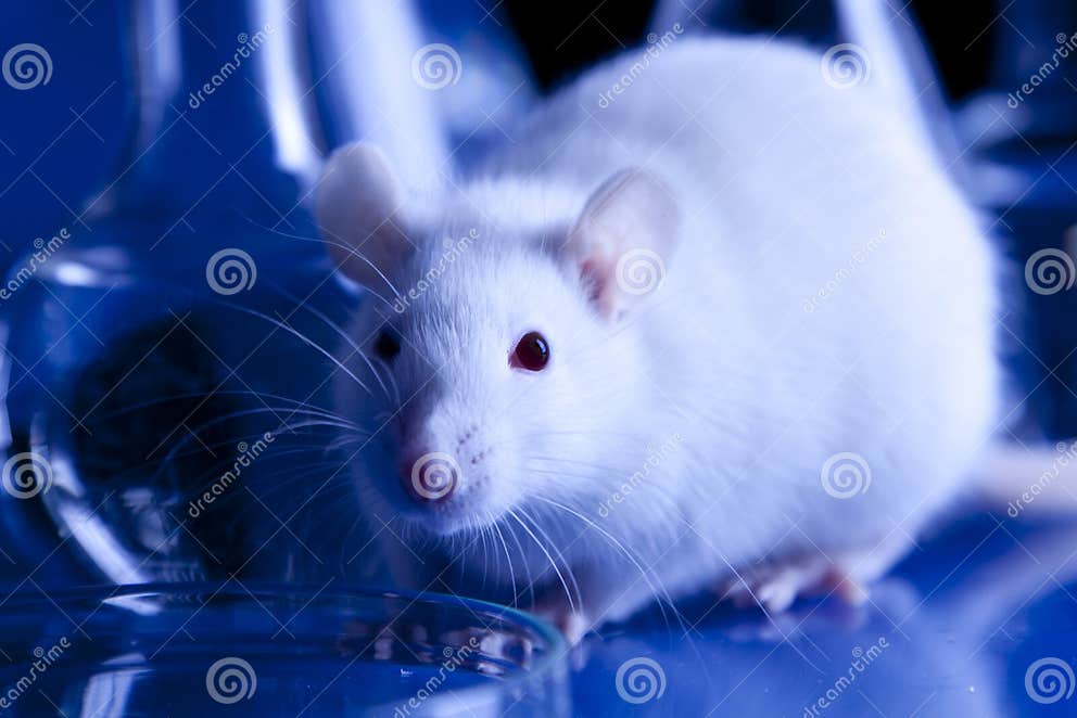 Rat in Lab. Animal Experiments Stock Photo - Image of glassware ...