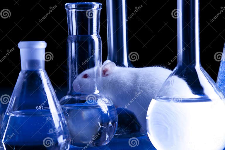 Rat in Lab. Animal Experiments Stock Photo - Image of liquid, pipette ...