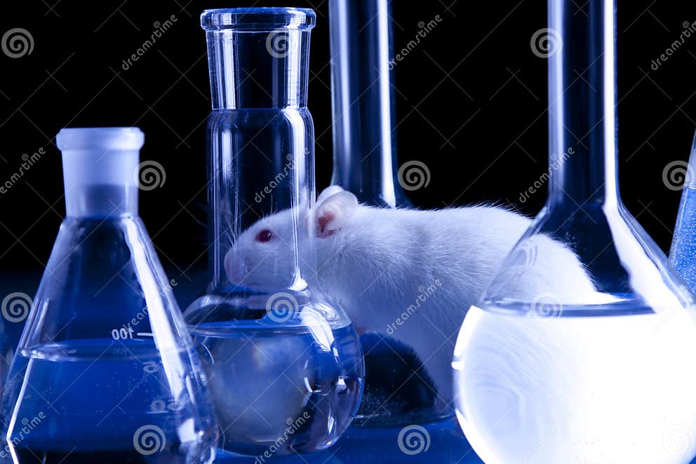 Rat in Lab. Animal Experiments Stock Photo - Image of liquid, pipette ...