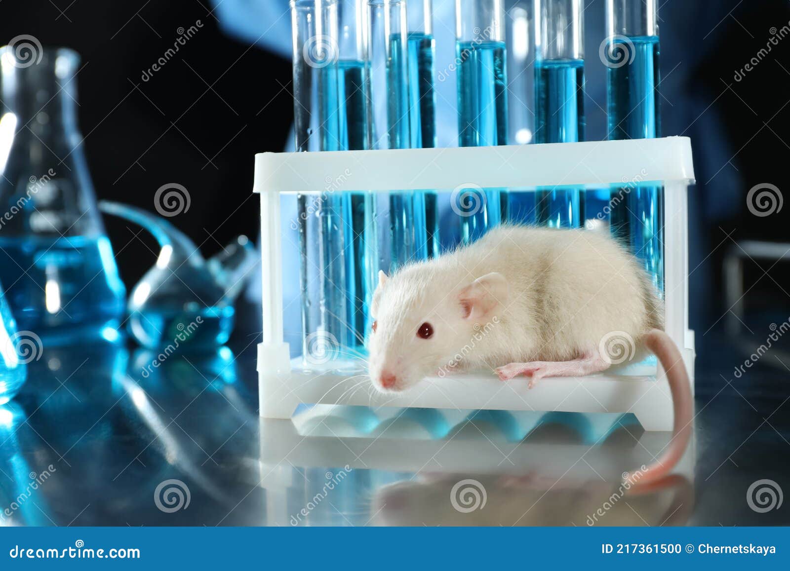 Rat and Laboratory Glassware on Table. Animal Testing Stock Photo ...