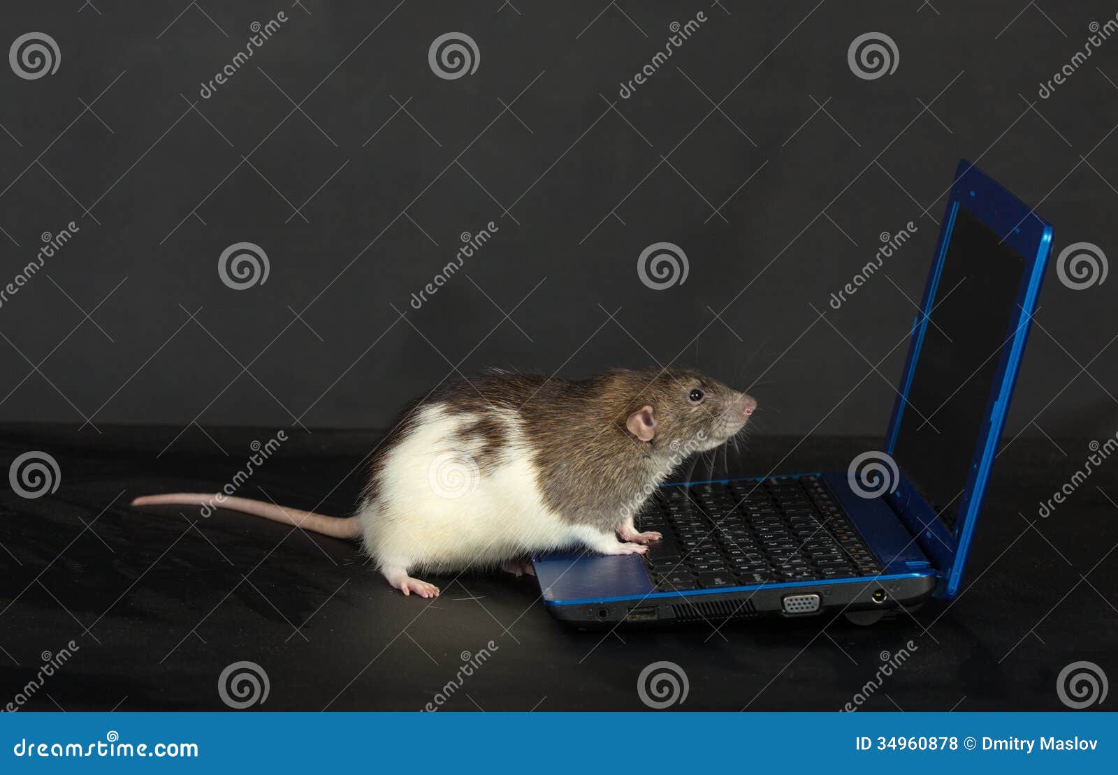 Rat with a laptop stock photo. Image of computers, cute - 34960878