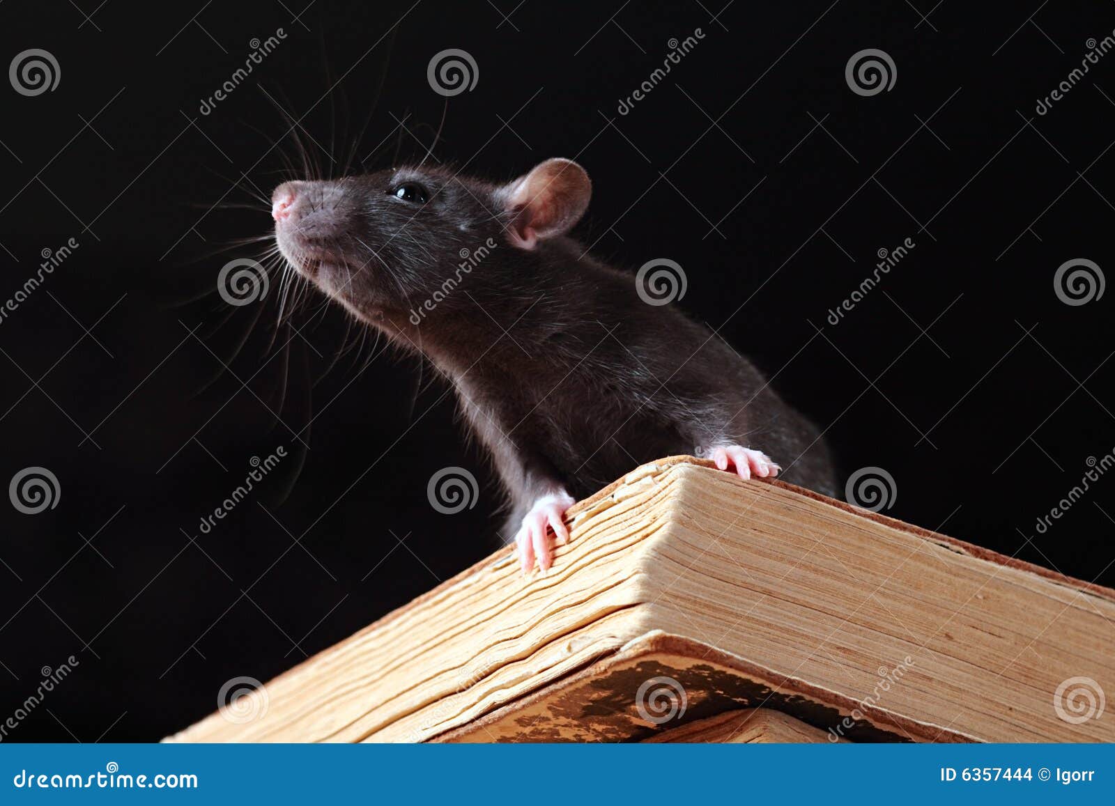 Rat in library stock photo. Image of pile, pest, pets - 6357444