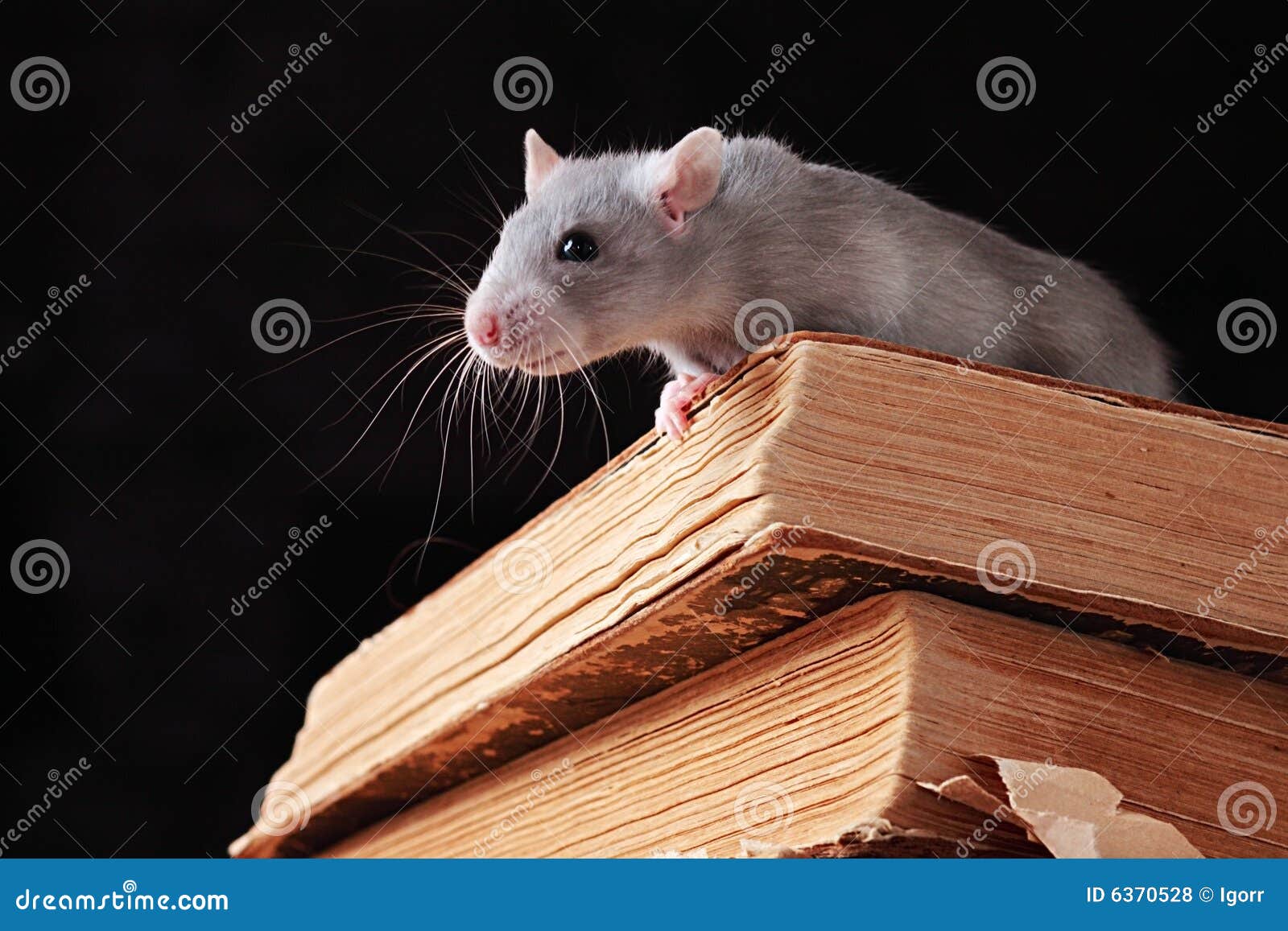 Rat in library stock photo. Image of heap, fluffy, obsolete - 6370528