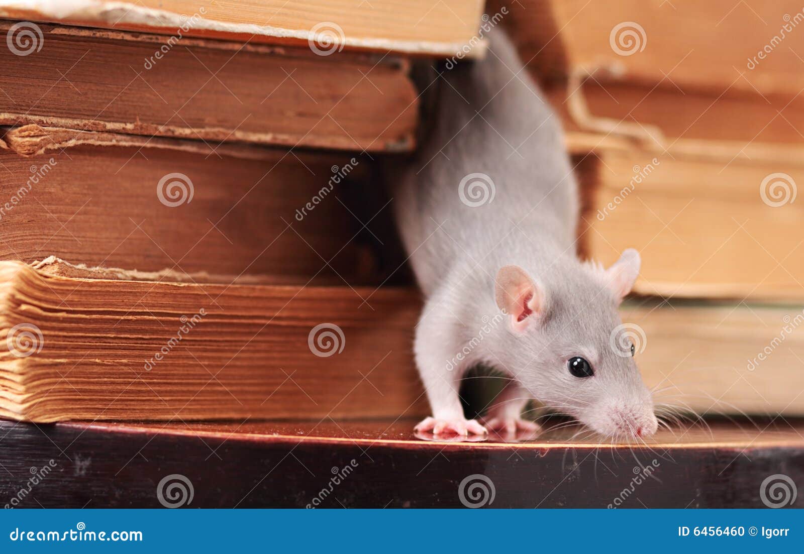 Rat in library stock photo. Image of animal, pile, reading - 6456460